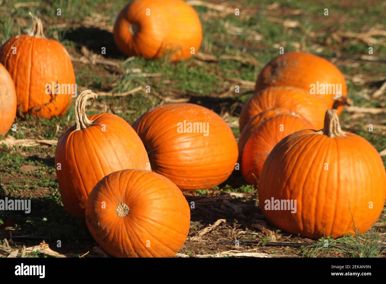 U pick pumpkins hi-res stock photography and images - Alamy