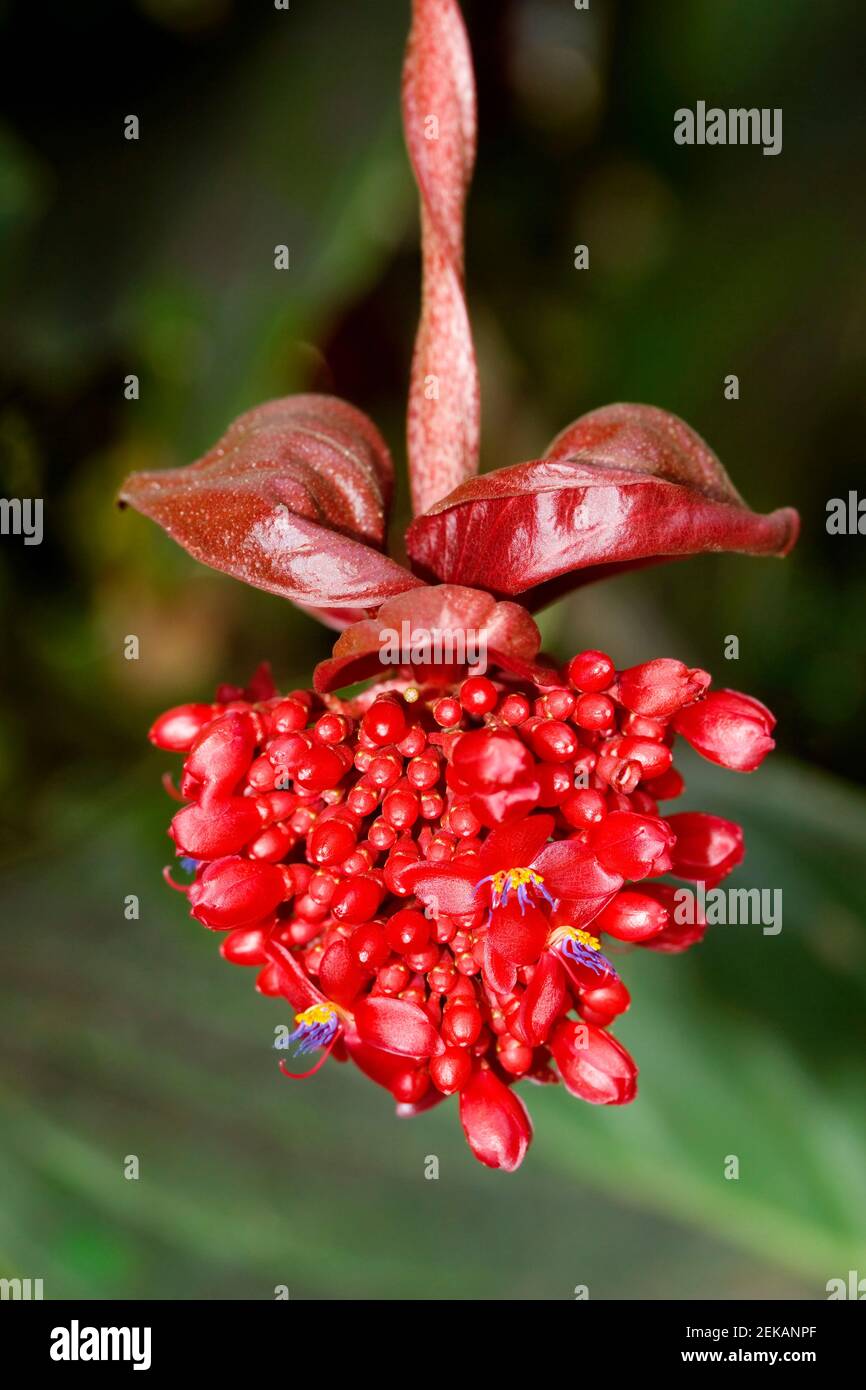 Close up of a bunch of buds in a botanical garden, Hawaii Tropical ...