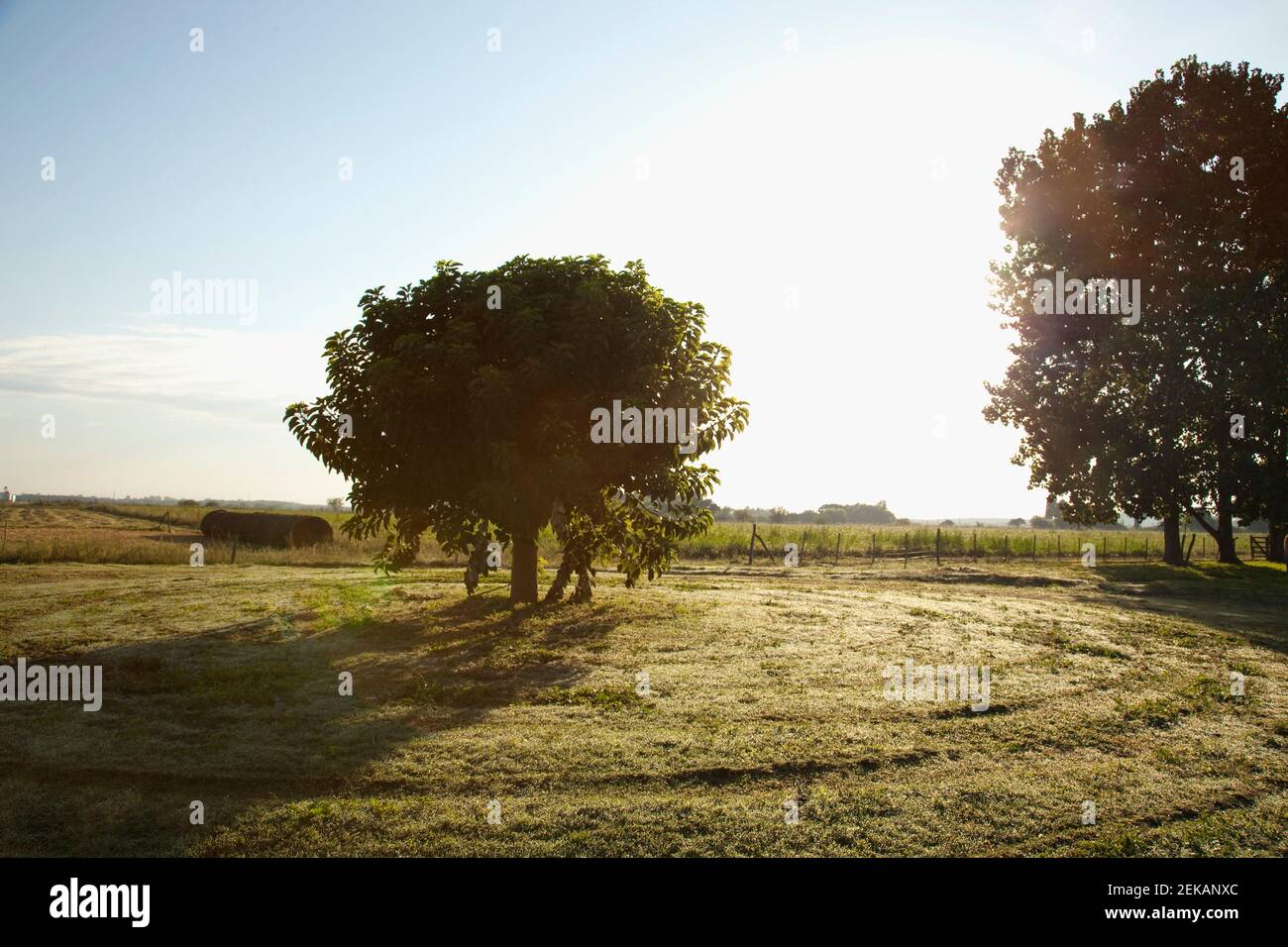 Trees in a field at dawn Stock Photo - Alamy