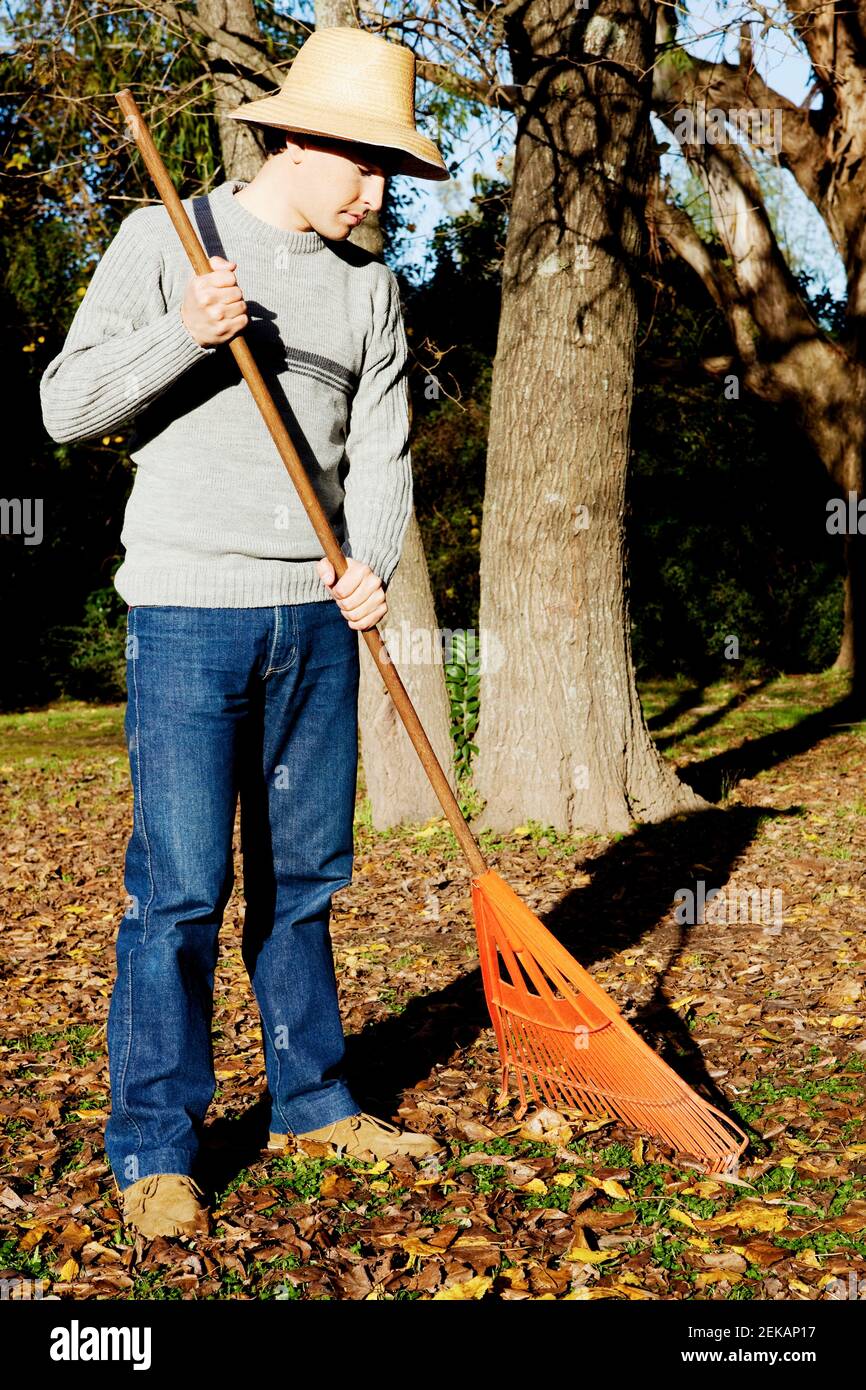 Man raking leaves Stock Photo - Alamy