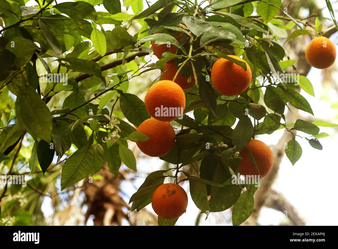 Orange tree fruits ripen hi-res stock photography and images - Alamy