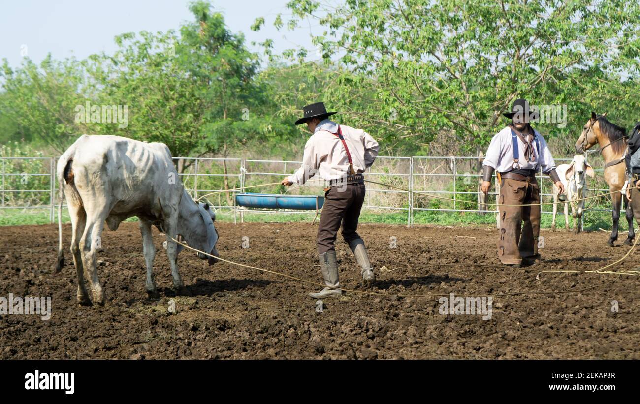 Farmer is working on farm with dairy cows in fence Stock Photo - Alamy