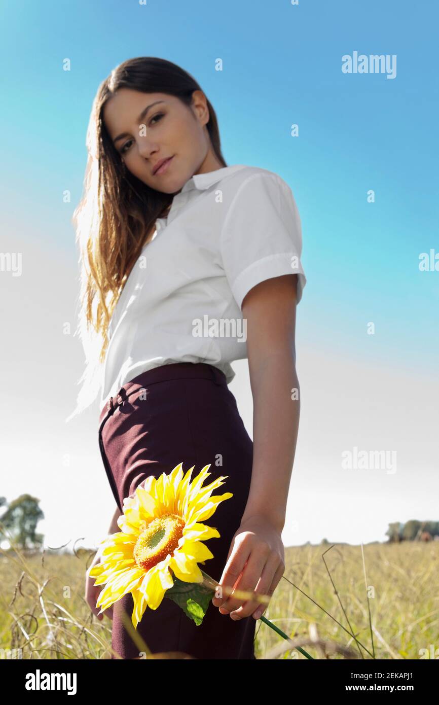 Sunflower isolation hi-res stock photography and images - Alamy