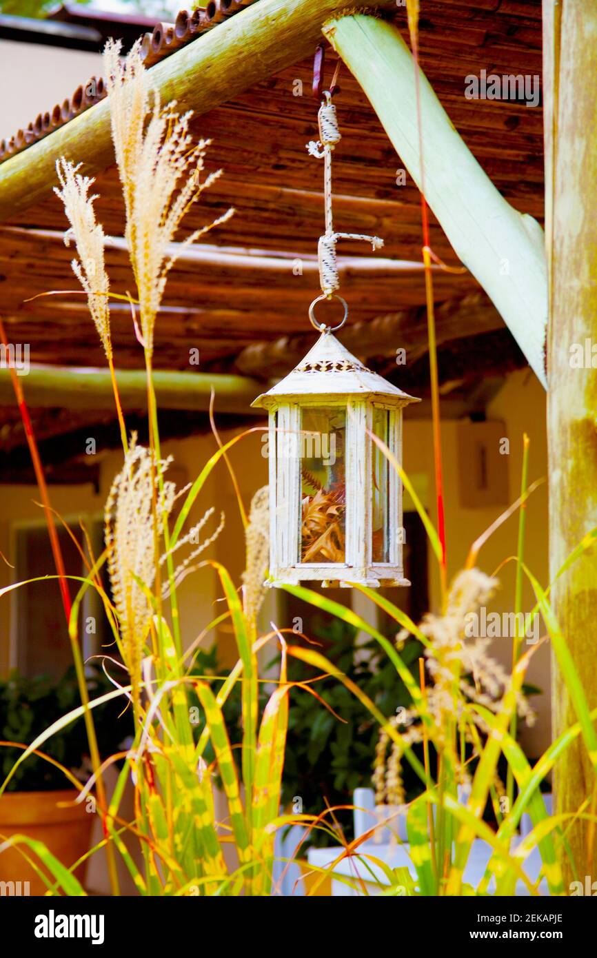 Reed with a bird feeder hanging at a resort Stock Photo - Alamy