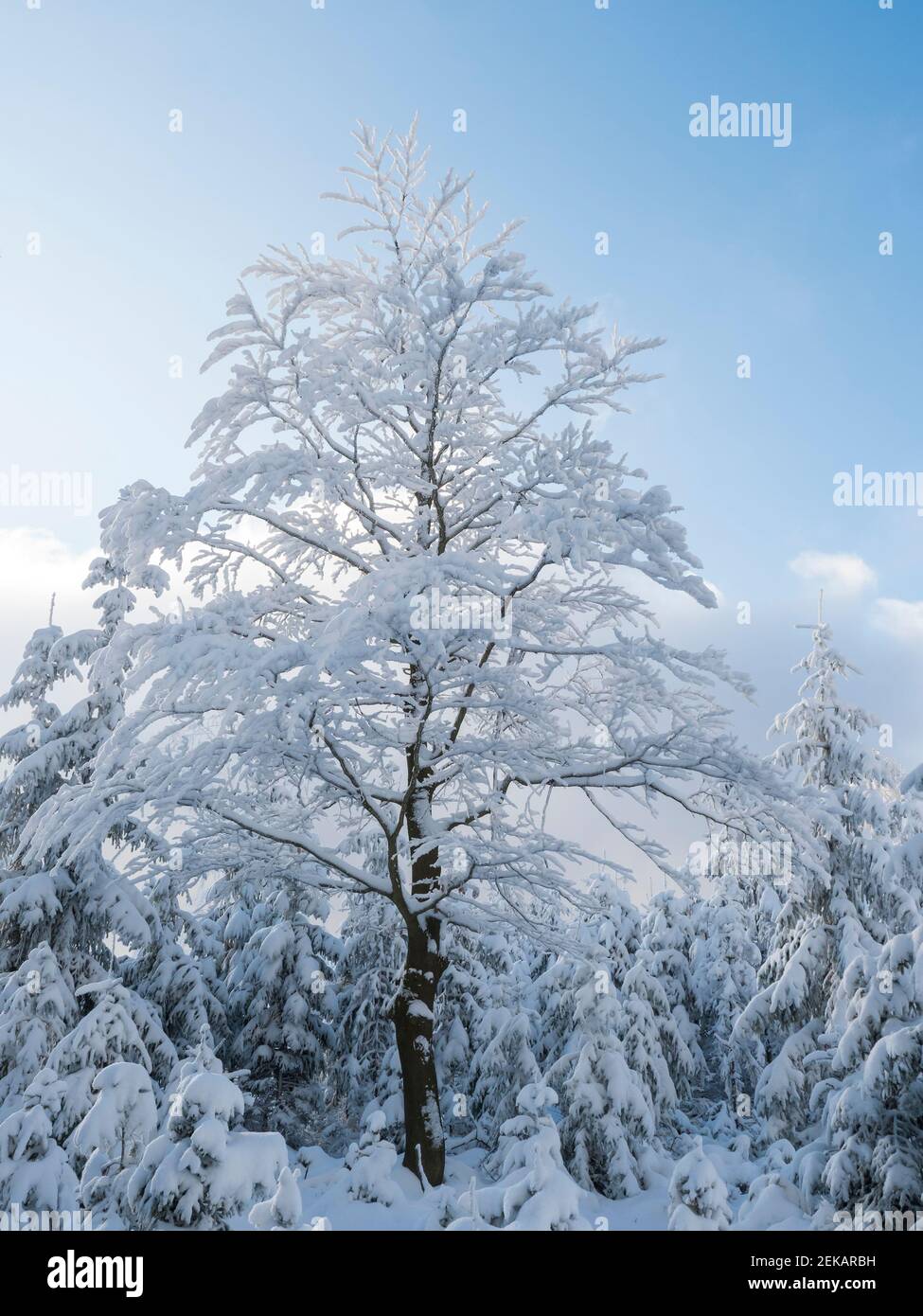 Beautiful snowy frozen broadleaf tree and small spruce trees over blue ...