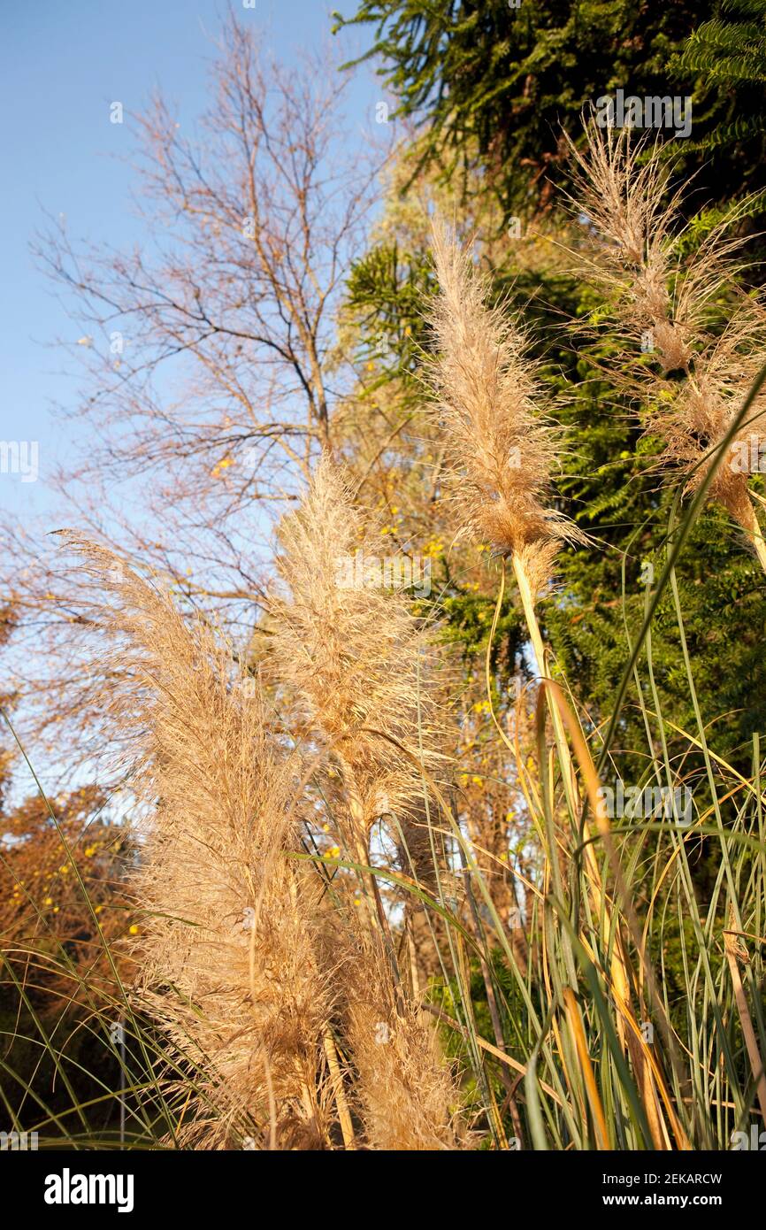 Low angle view of tall grass with trees in a forest Stock Photo - Alamy