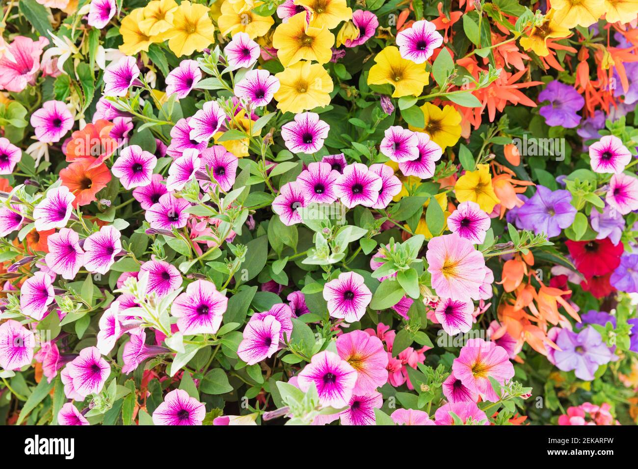 Summer petunia flowers hi-res stock photography and images - Alamy