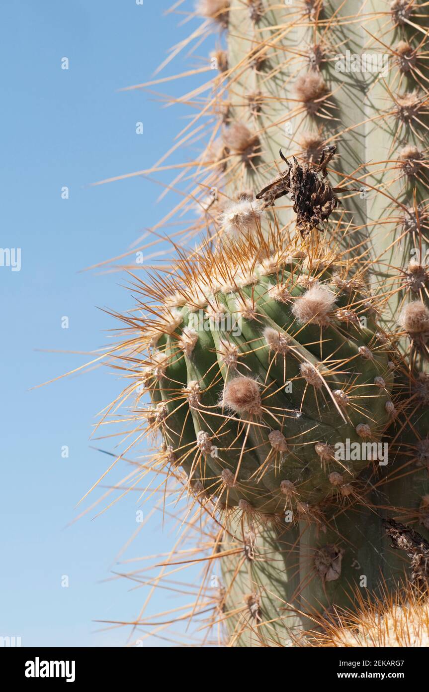 Argentina south america cardon cactus hi-res stock photography and ...