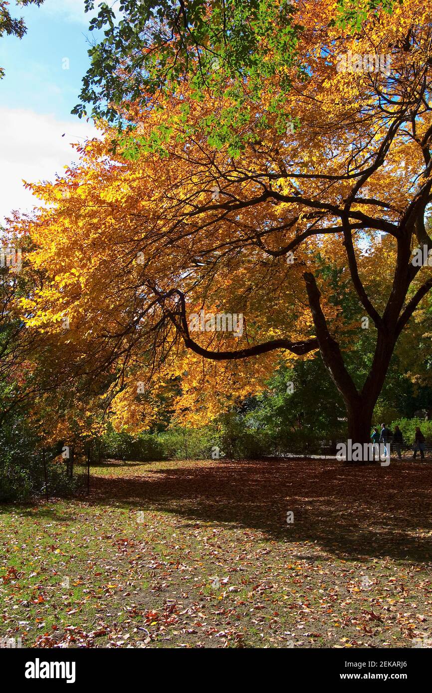 Trees in a park, Central Park, Manhattan, New York City, New York State ...