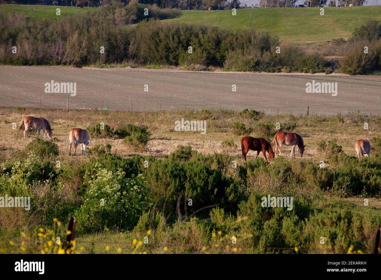 Lancaster pennsylvania horses hi-res stock photography and images - Alamy