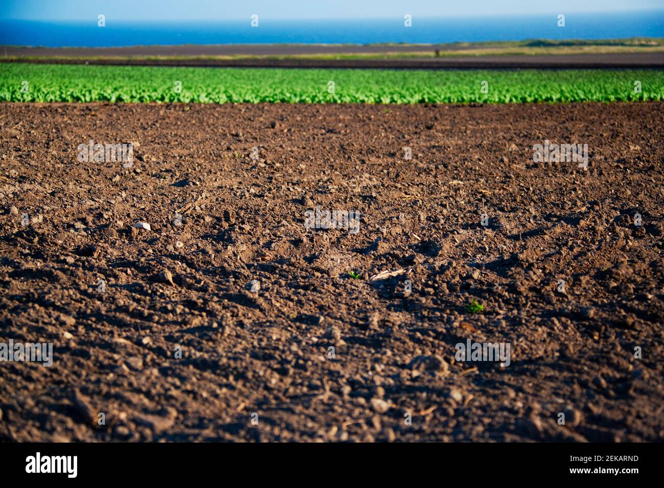Crop in a field, California, USA Stock Photo - Alamy