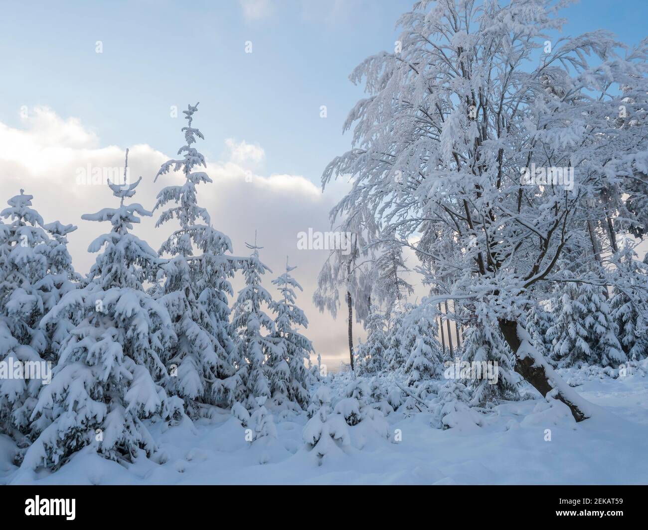 Beautiful snowy frozen broadleaf tree and small spruce trees over blue ...