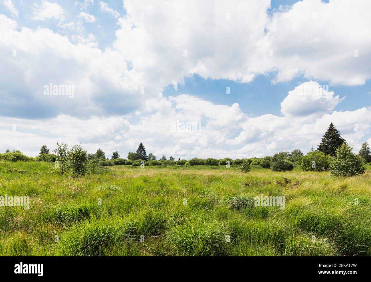 Green landscapein High Fens Nature Park against cloudy sky Stock Photo ...
