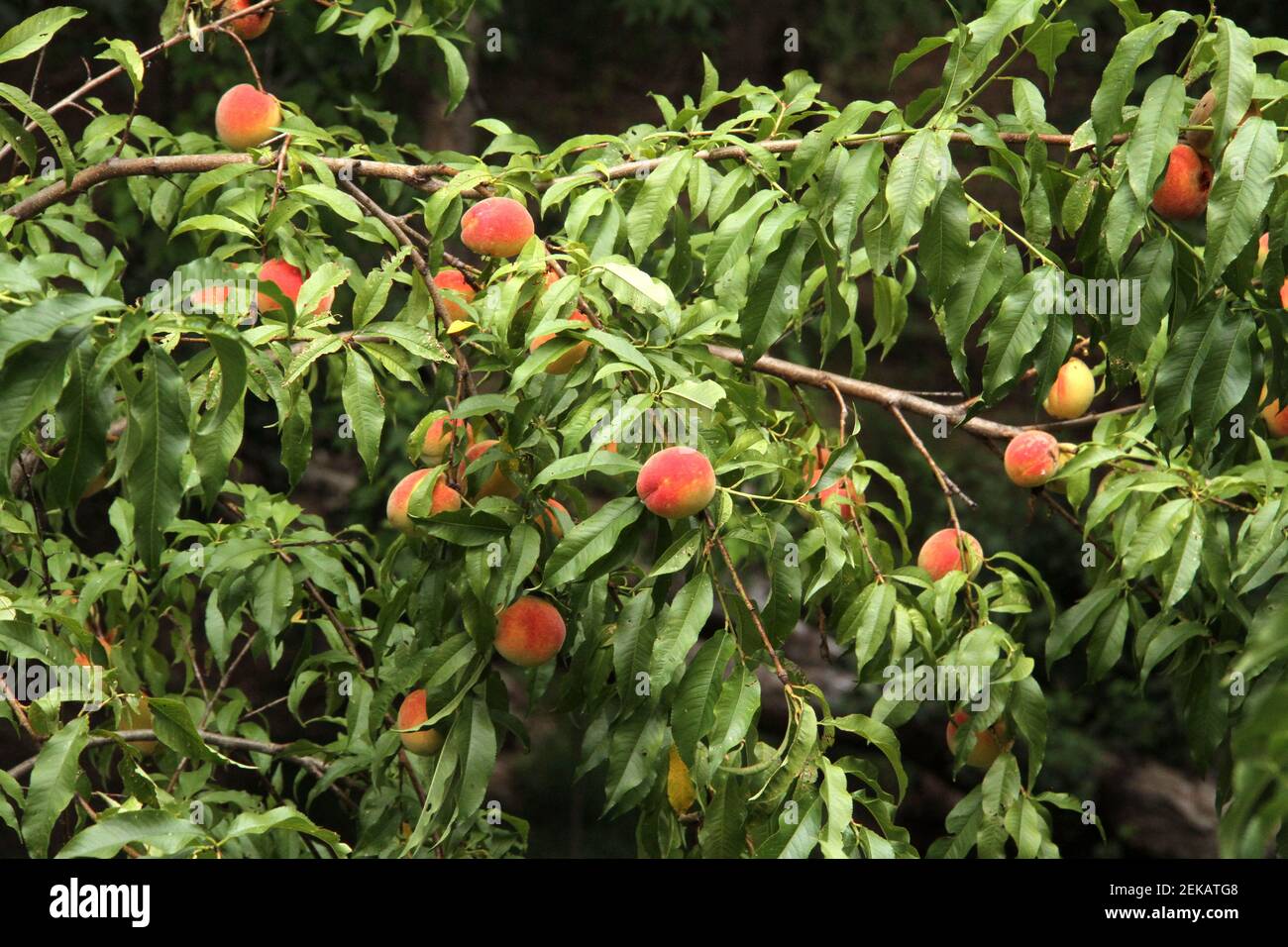 Peach tree branches hi-res stock photography and images - Alamy