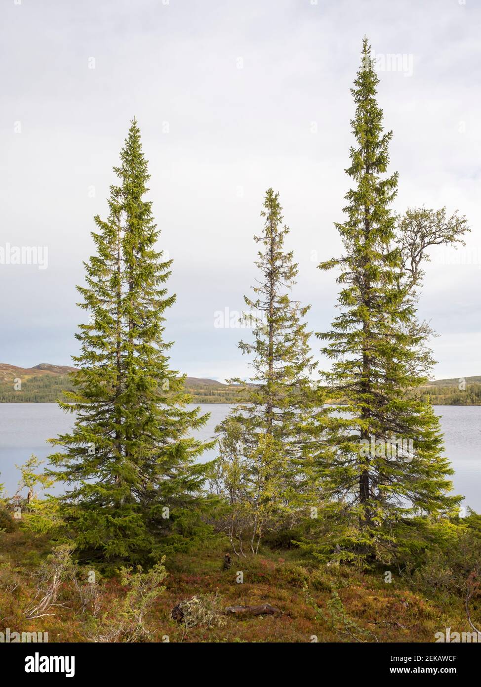 Coniferous tree hi-res stock photography and images - Alamy
