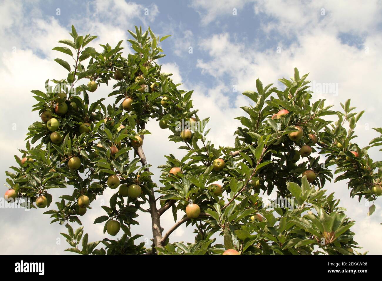 Apples growing in the tree Stock Photo - Alamy
