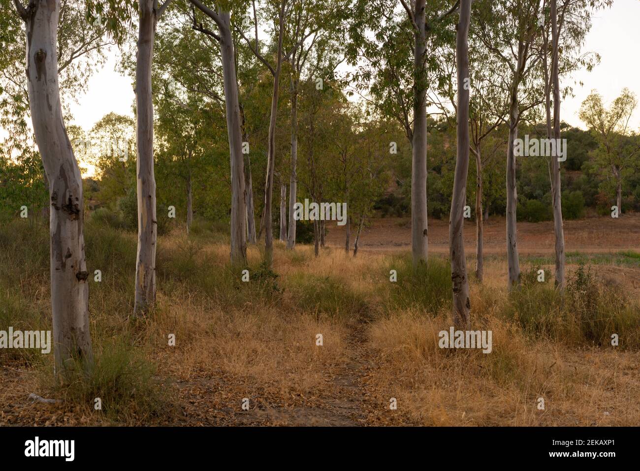Portugal eucalyptus forest hi-res stock photography and images - Alamy