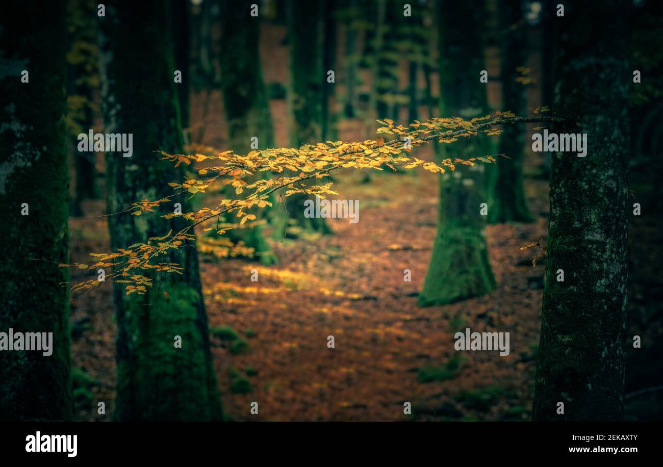 Beech tree colors hi-res stock photography and images - Alamy