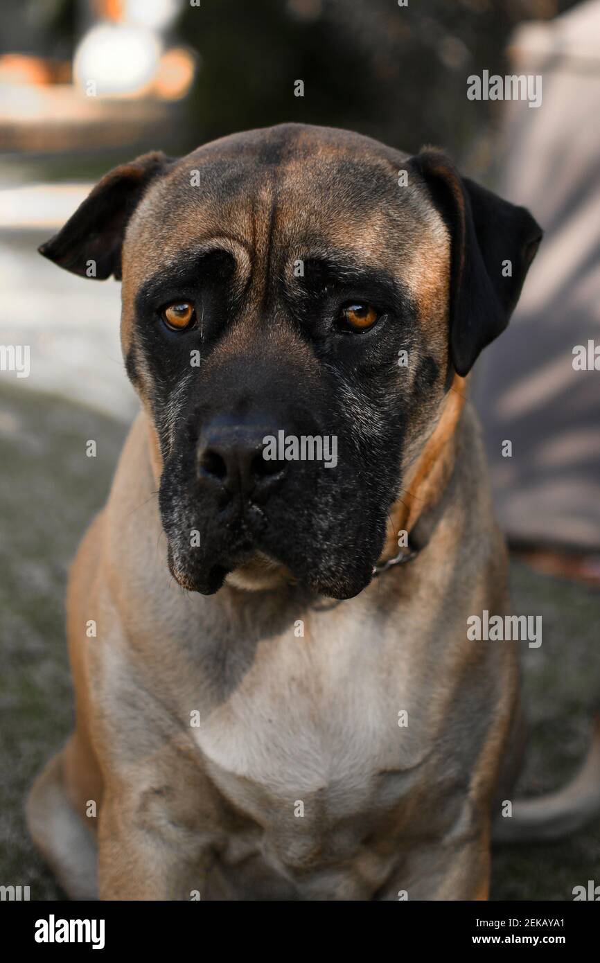 Puppy photo session hi-res stock photography and images - Alamy