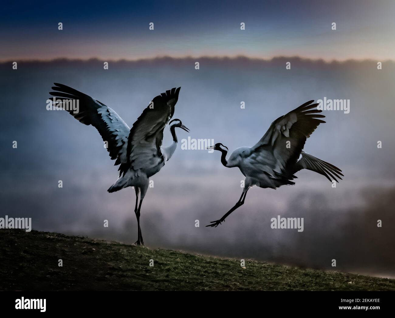 Two big cranes hi-res stock photography and images - Alamy