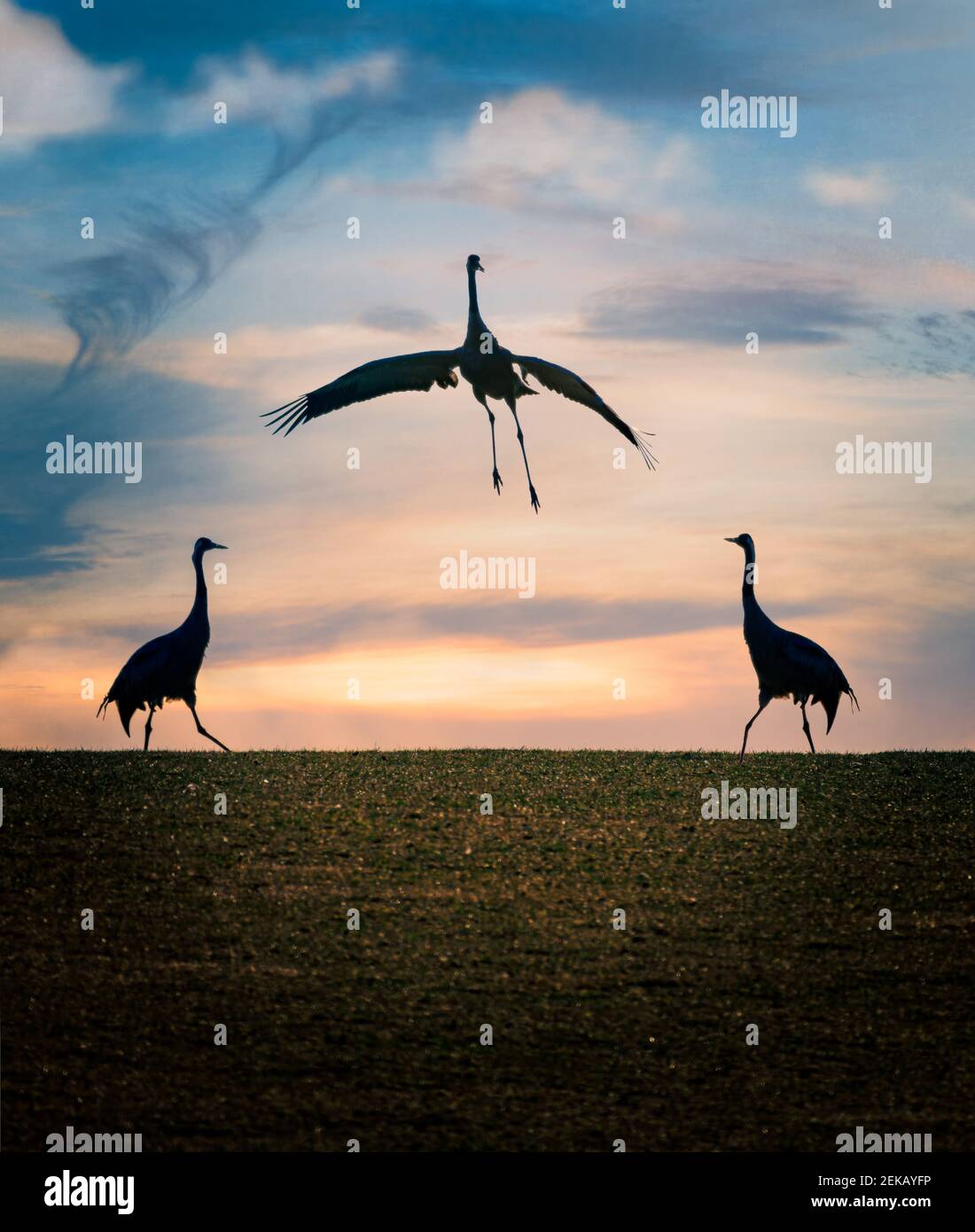 Two cranes on the ground and one crane that will soon land Stock Photo ...