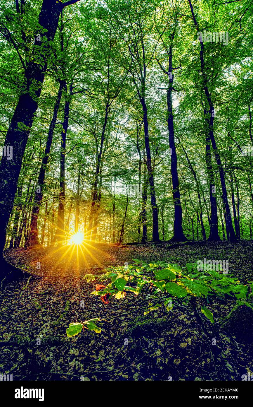 Beech forest in spring green hi-res stock photography and images - Alamy
