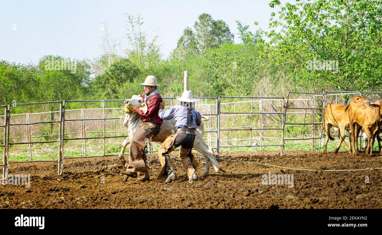 Farmer is working on farm with dairy cows in fence Stock Photo - Alamy