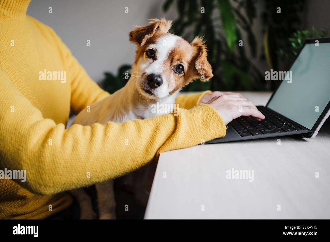 Working at home with pet hi-res stock photography and images - Alamy