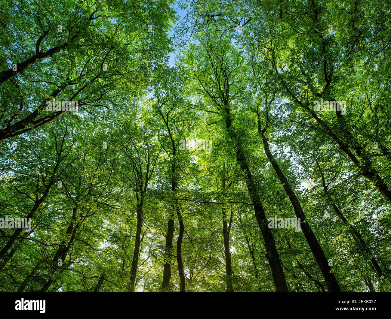 The spring green beech forest seen from below Stock Photo - Alamy