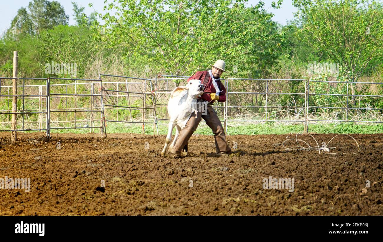 Farmer is working on farm with dairy cows in fence Stock Photo - Alamy