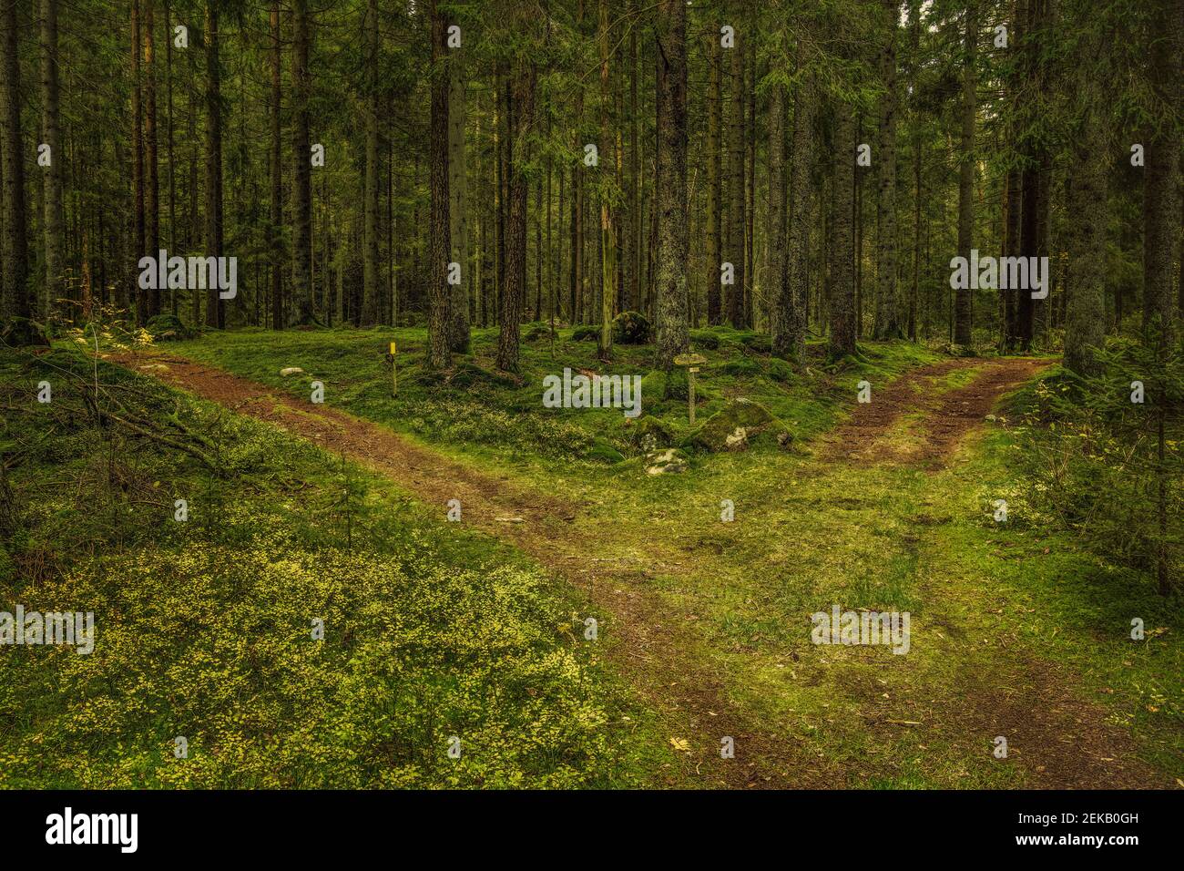 Two paths hi-res stock photography and images - Alamy