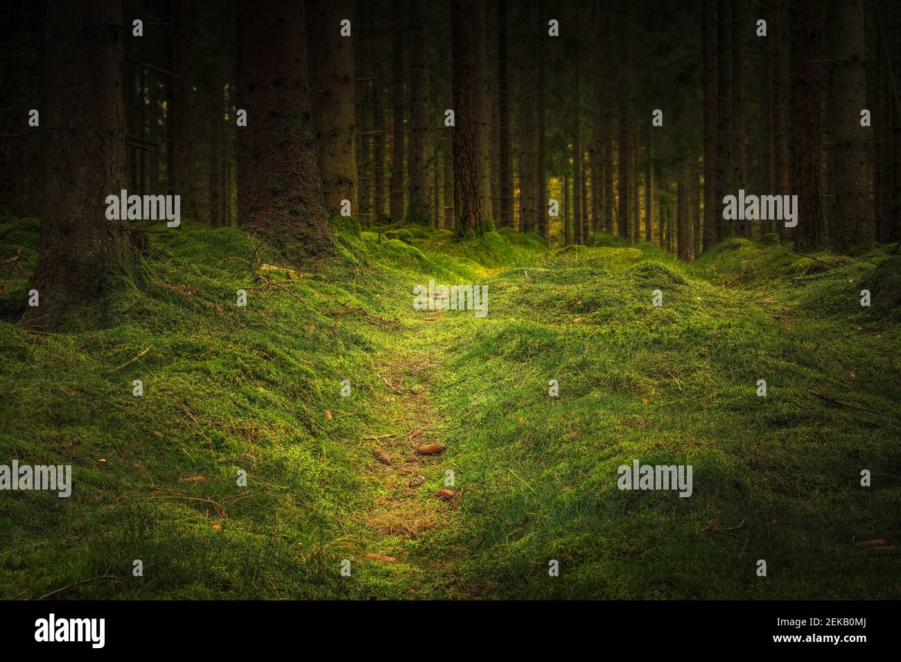 A path runs through the dense spruce forest Stock Photo - Alamy