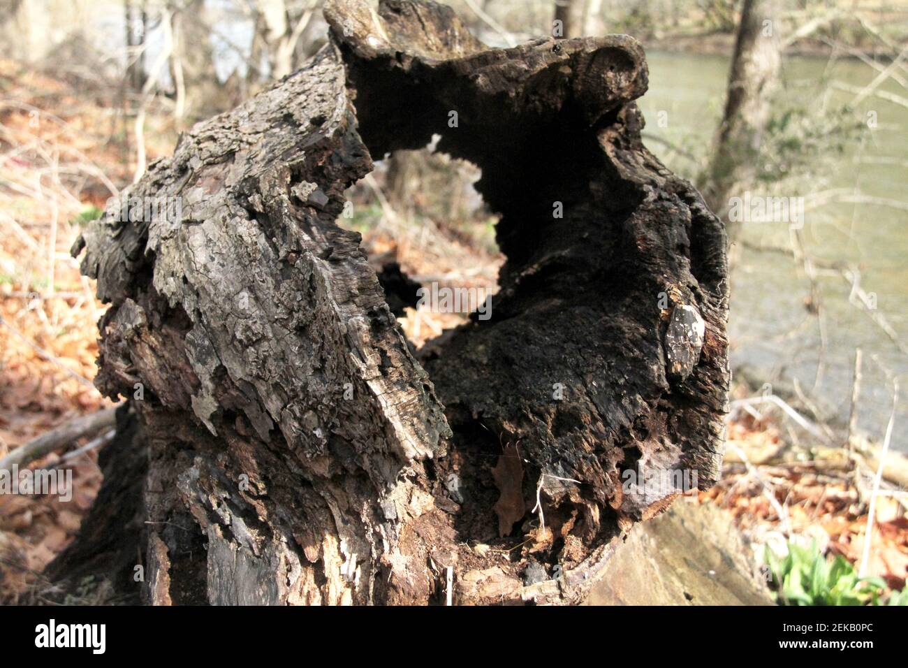 Dead tree bark hi-res stock photography and images - Alamy