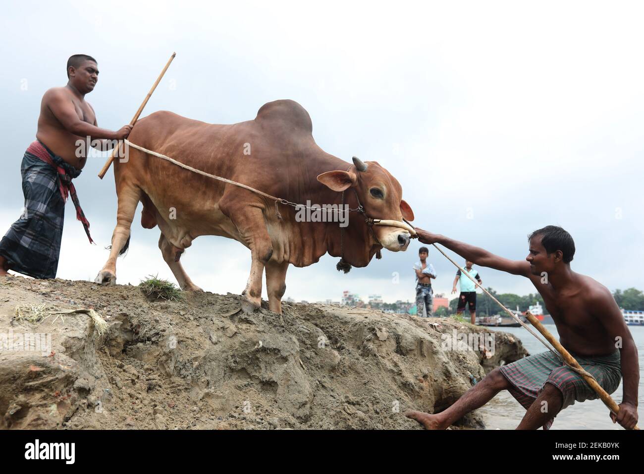 Traders lead a bull to a cattle market ahead of the festival. Muslims across the world are ...