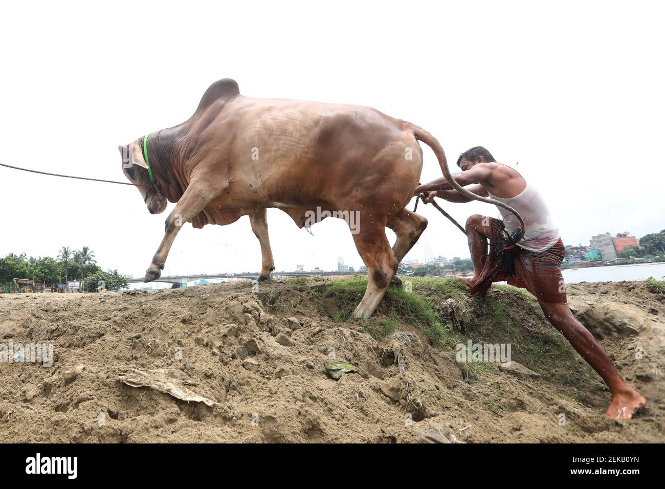 A trader leads a bull to a cattle market ahead of the festival. Muslims across the world are ...