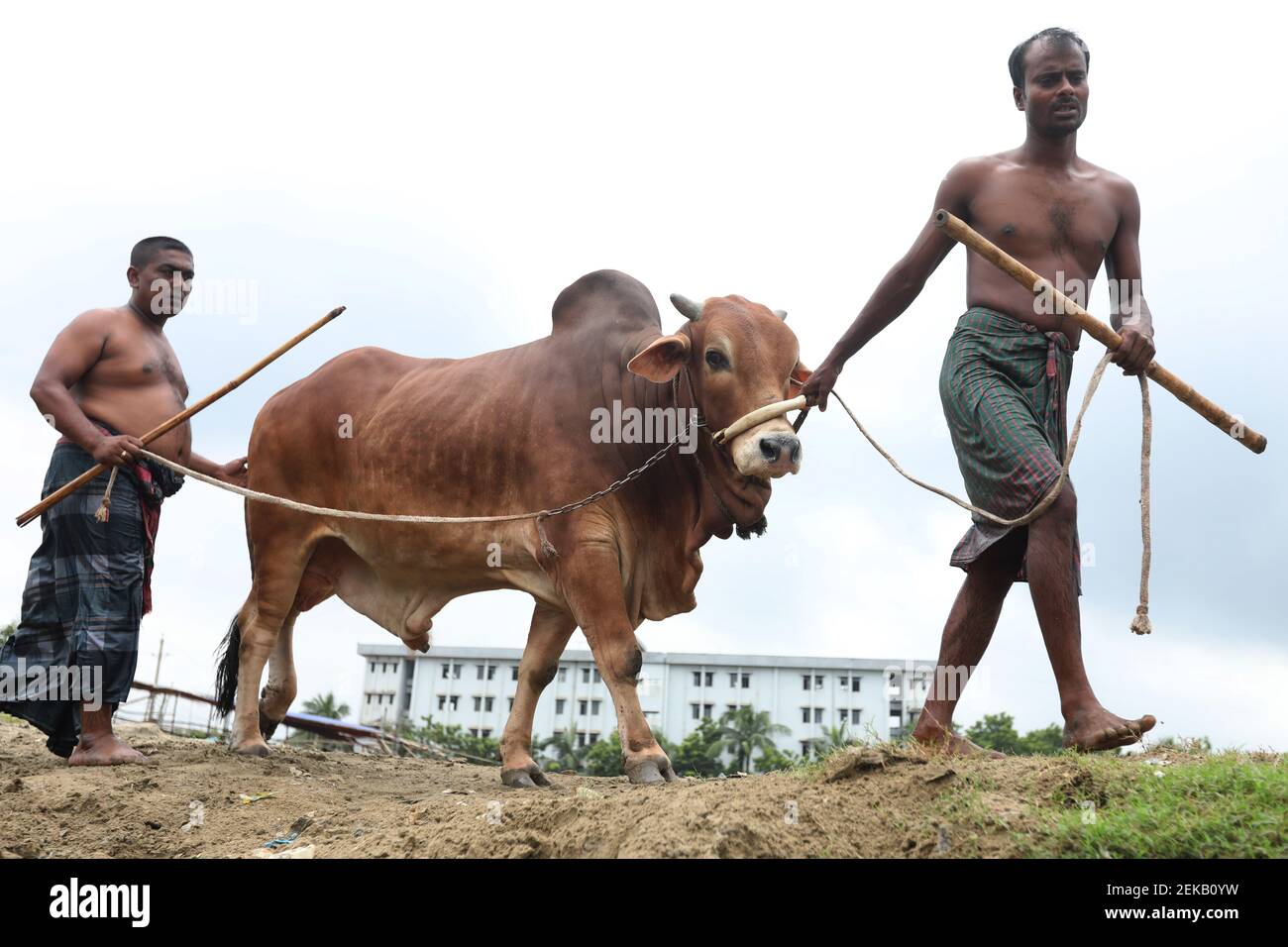 A trader leads a bull to a cattle market ahead of the festival. Muslims ...
