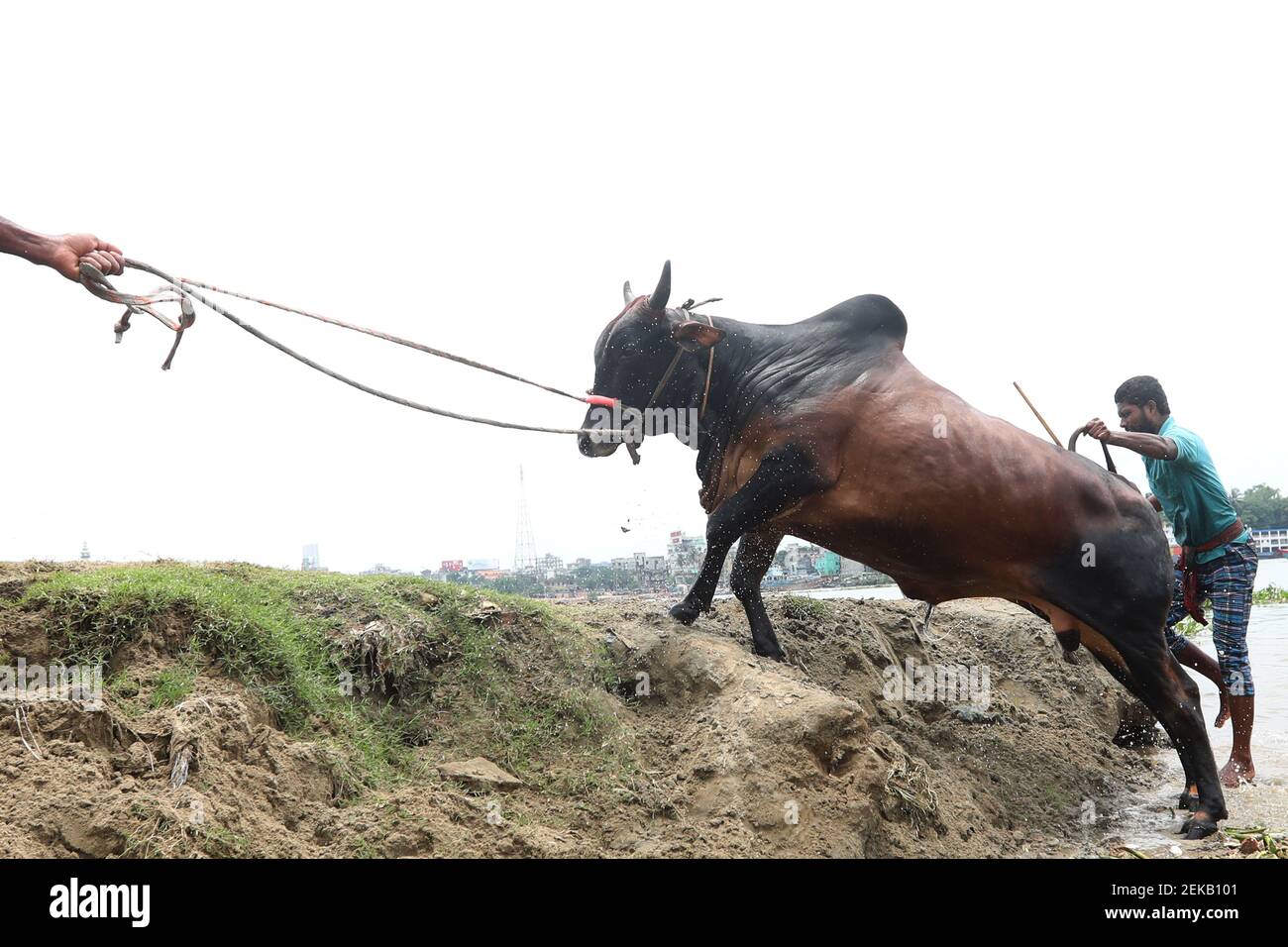 A trader leads a bull to a cattle market ahead of the festival. Muslims across the world are ...