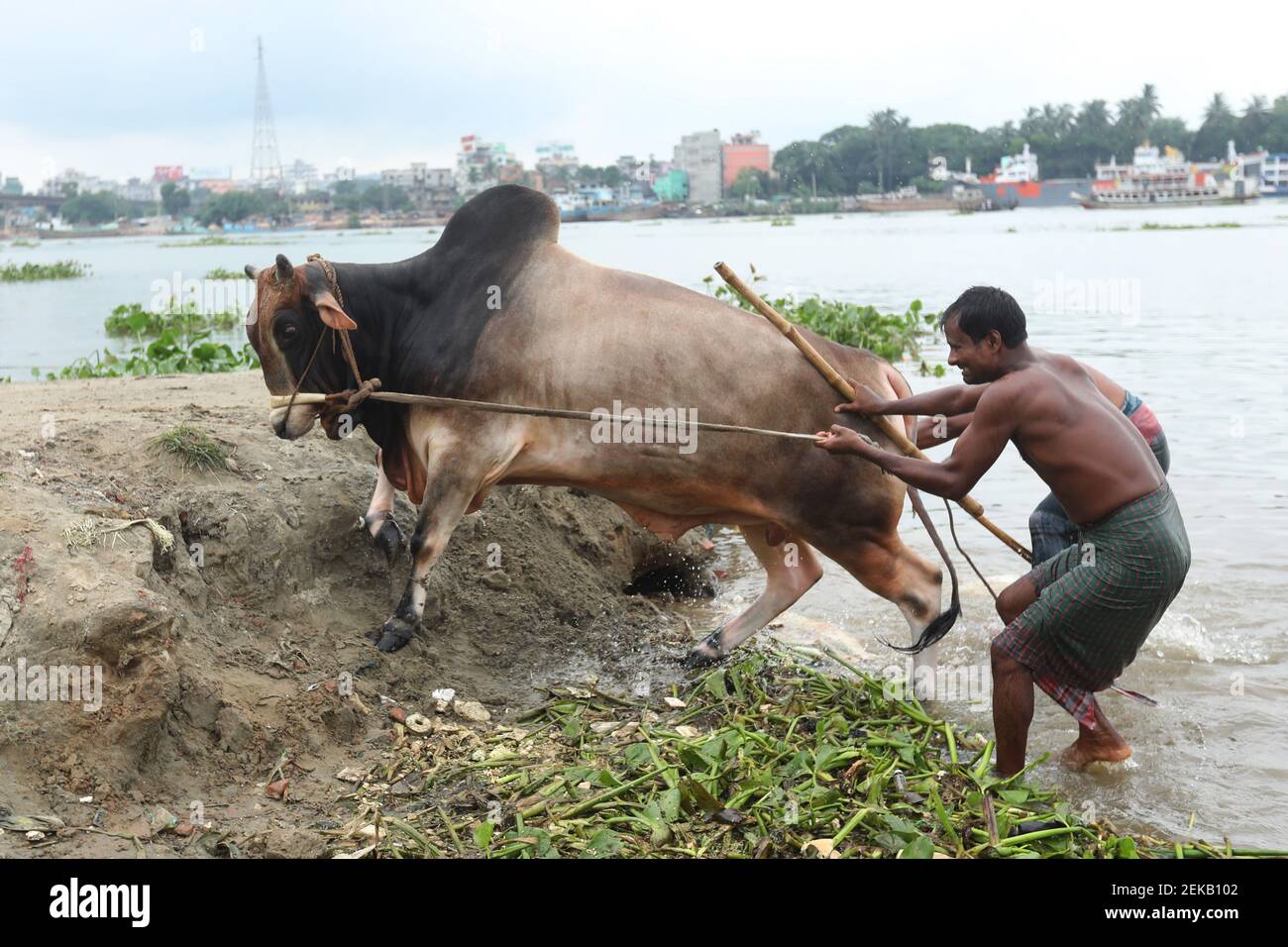A trader leads a bull to a cattle market ahead of the festival. Muslims ...