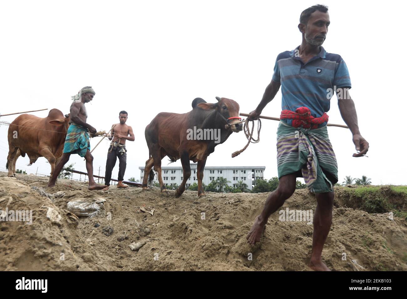 Traders lead bulls to a cattle market ahead of the festival. Muslims ...