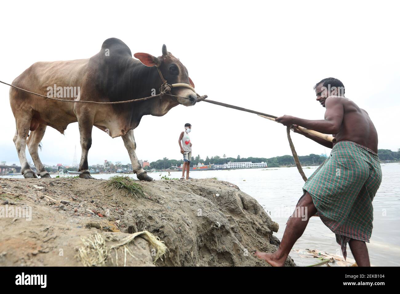 A trader leads a bull to a cattle market ahead of the festival. Muslims ...