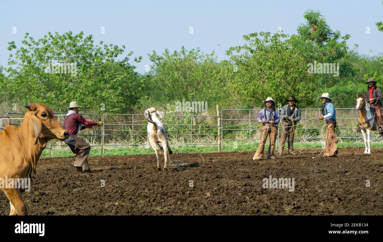 Farmer is working on farm with dairy cows in fence Stock Photo - Alamy