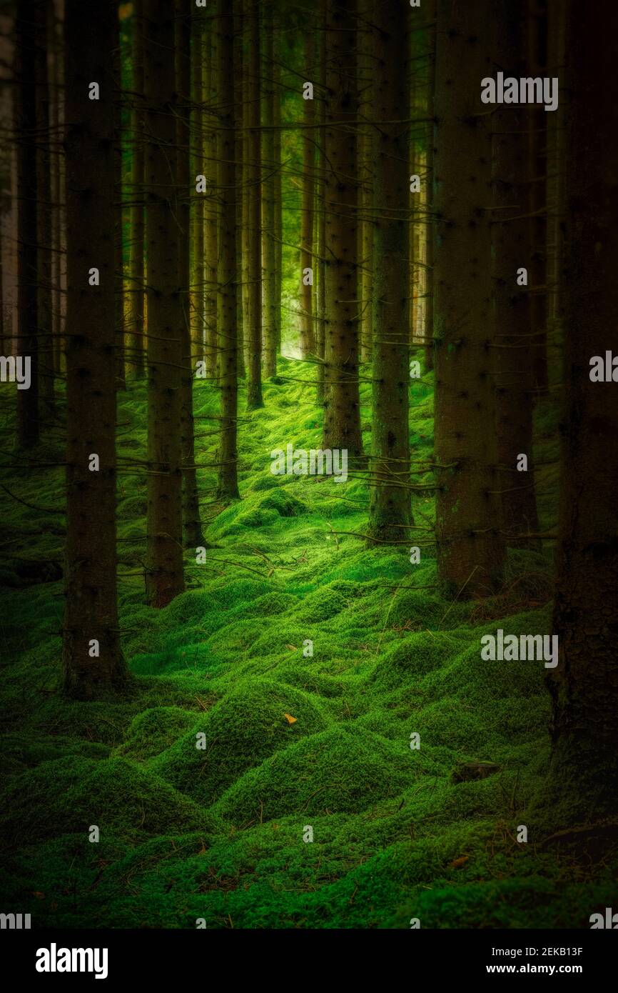 Old spruce forest hi-res stock photography and images - Alamy