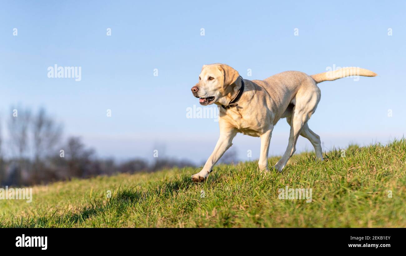 Labrador summer running hi-res stock photography and images - Alamy