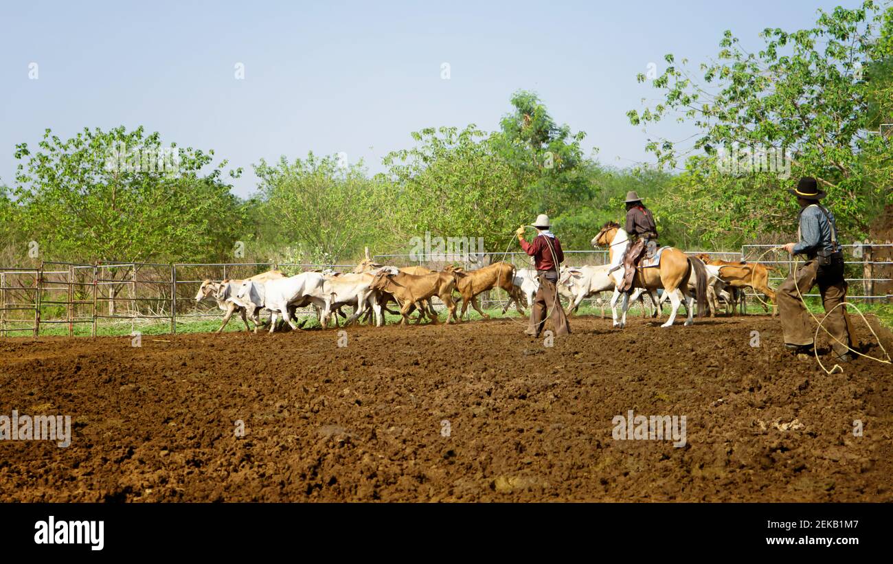 Farmer is working on farm with dairy cows in fence Stock Photo - Alamy