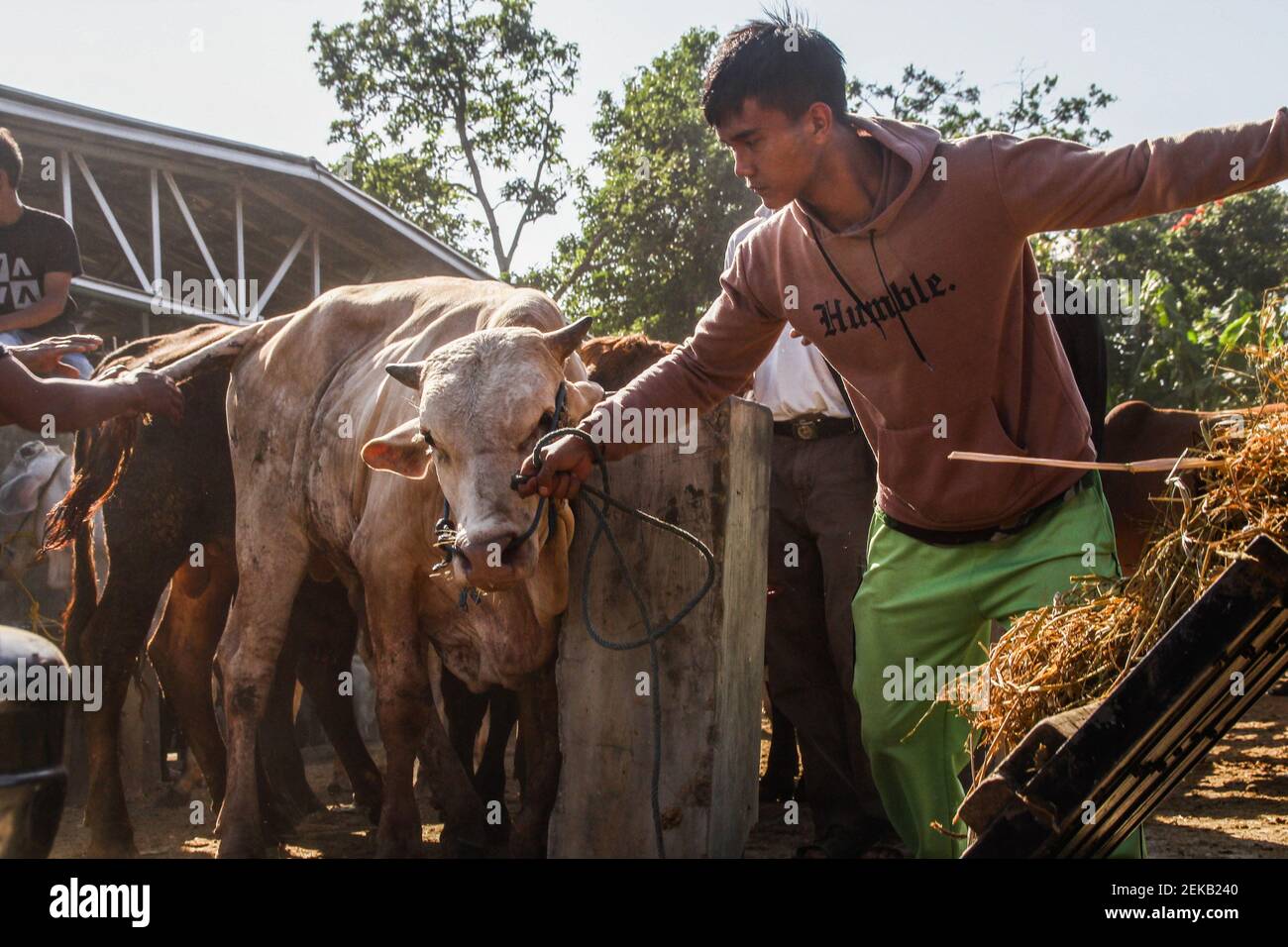 A trader leads a bull to a cattle market ahead of the festival. Muslims across the world are ...