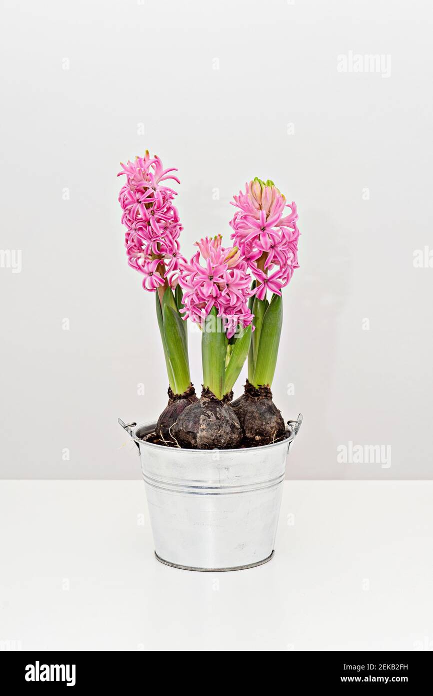Blooming Hyacinth bulbs in an iron pot with pink flowers isolated on ...