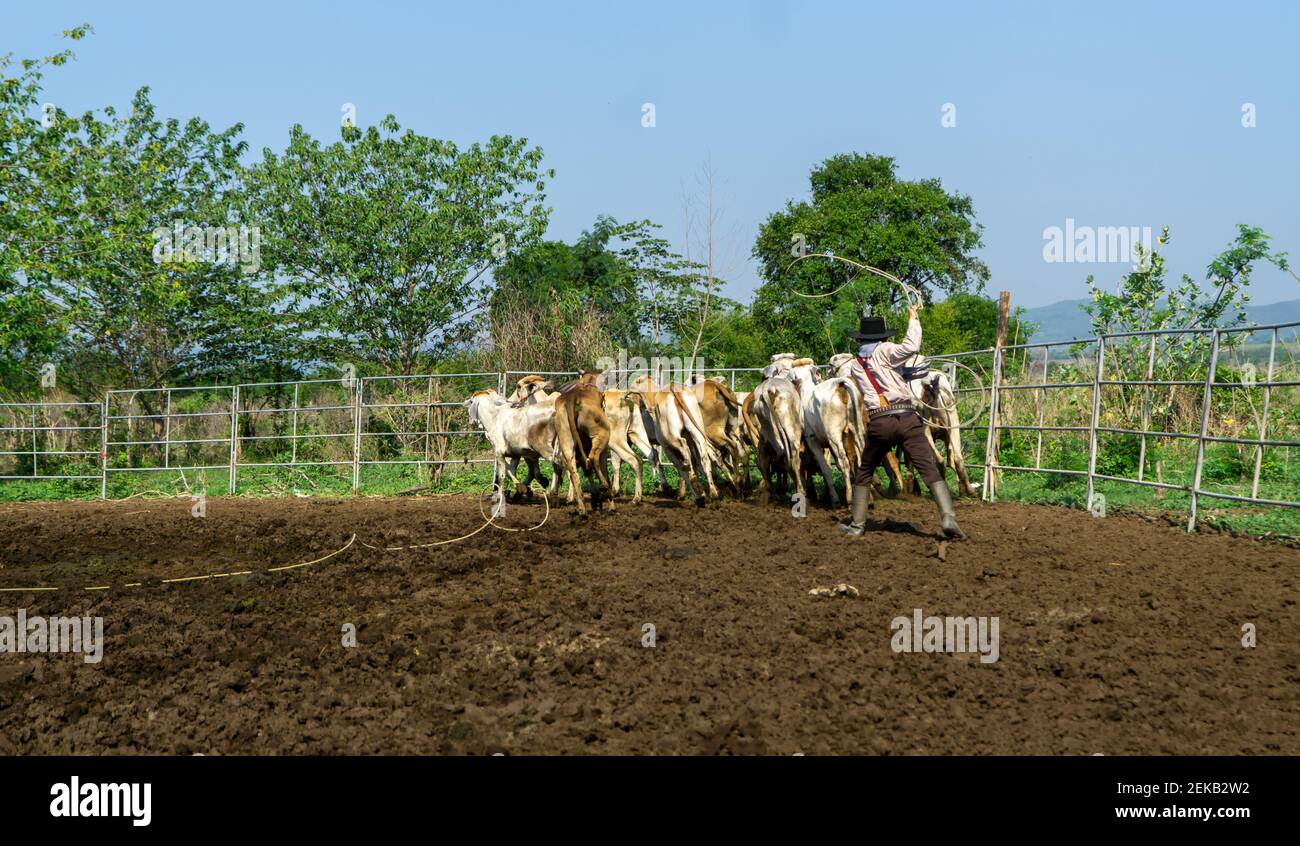 Farmer is working on farm with dairy cows in fence Stock Photo - Alamy