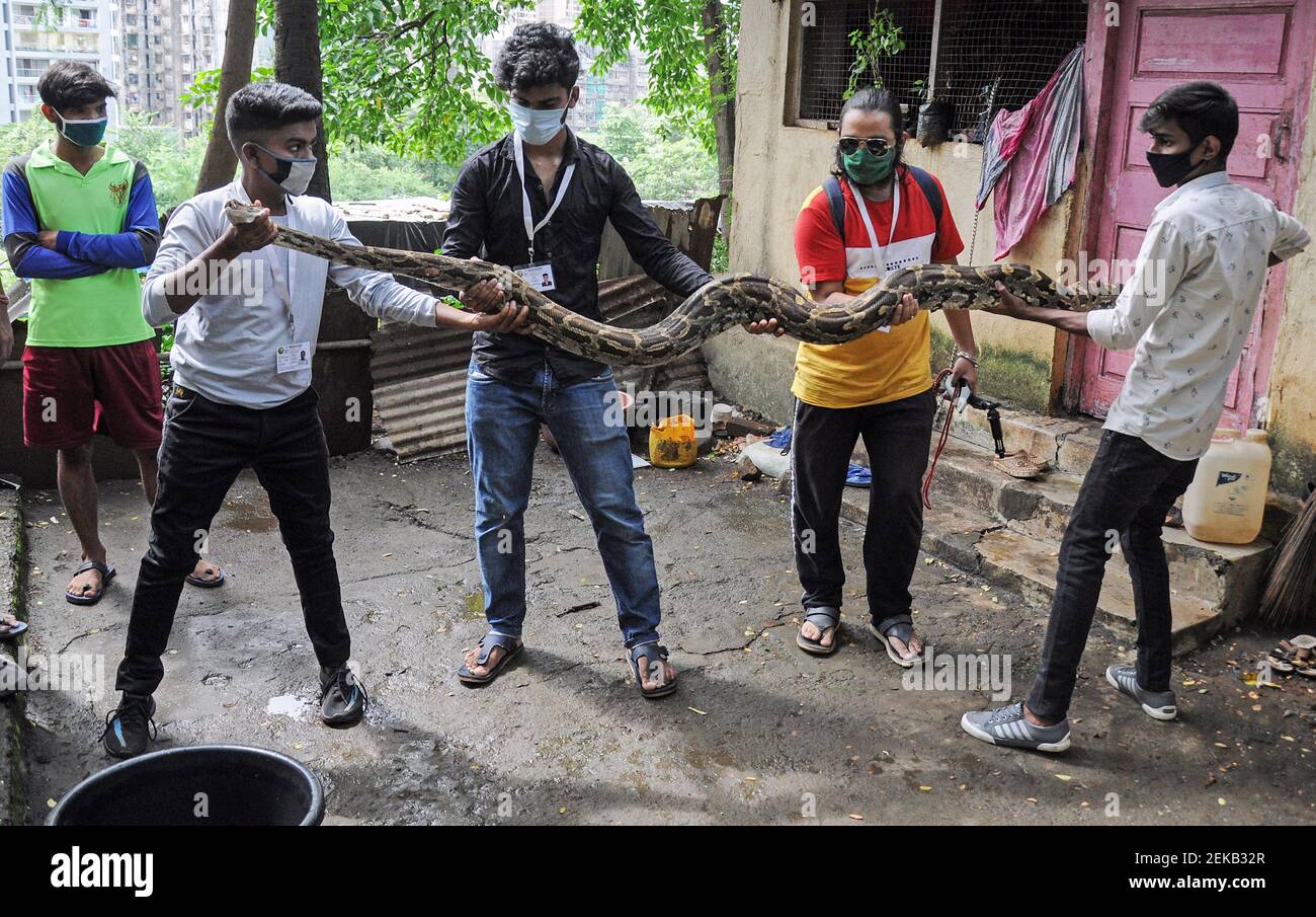 Wildlife rescuers hold an Indian rock python. Wildlife rescuers team ...