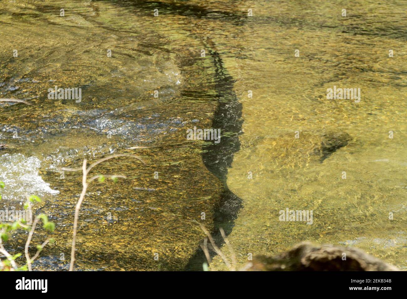 Clear river water Stock Photo - Alamy