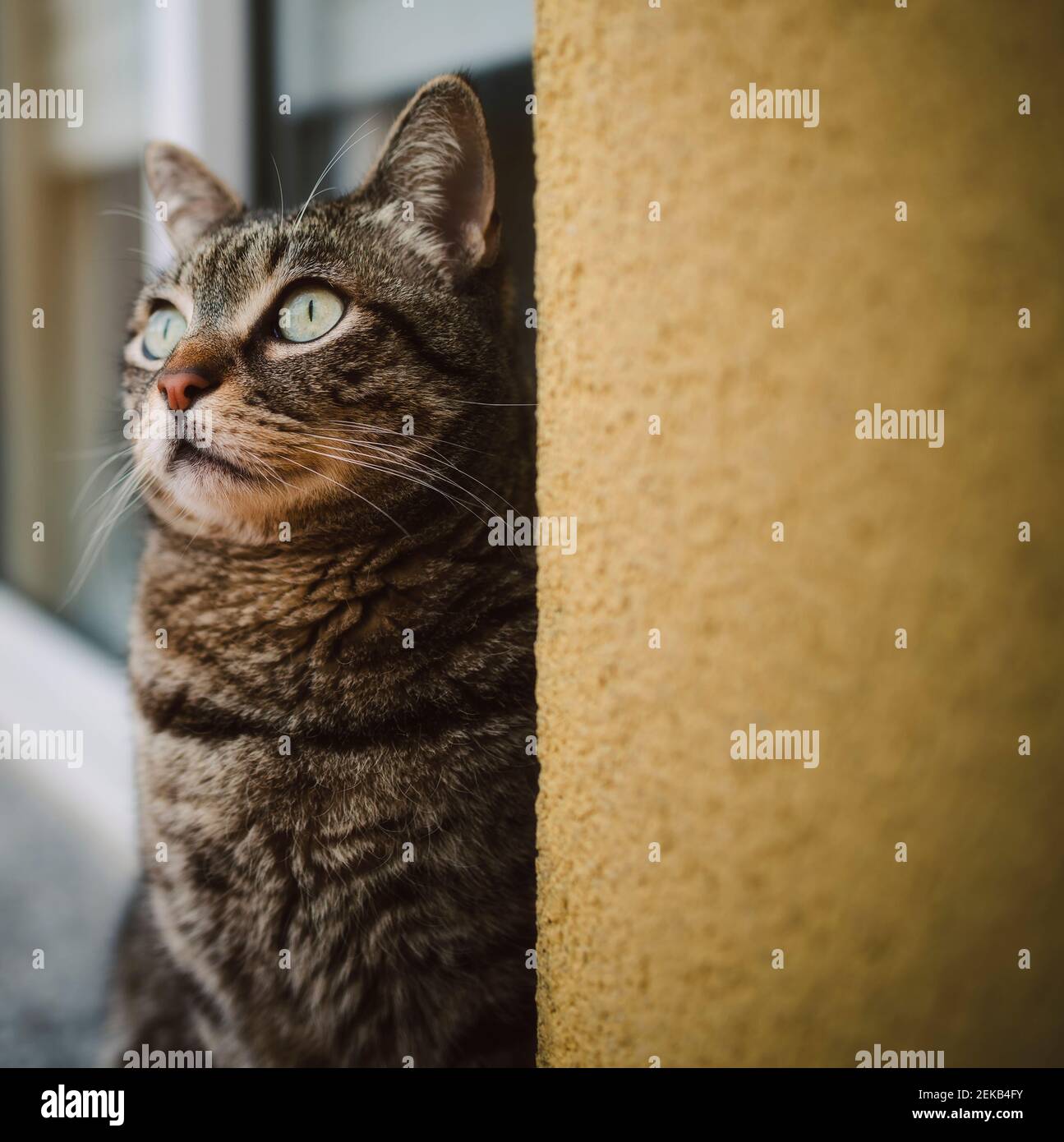 Cute cat looking up while sitting by wall Stock Photo - Alamy